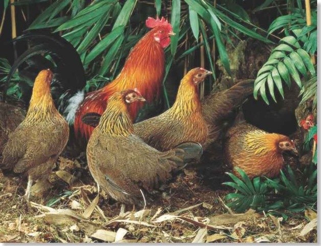 Red jungle fowl in Arabian Peninsula - ARKBIODIV.COM